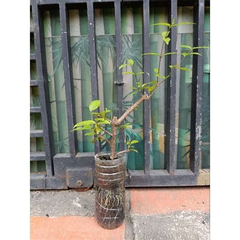 Jual Pohon Anting Putri Bahan Bonsai Shopee Indonesia