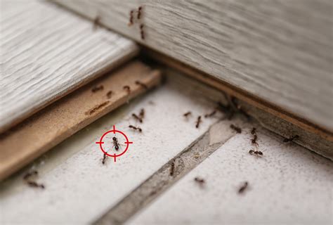 Anti fourmis 7 astuces naturelles pour éloigner les fourmis