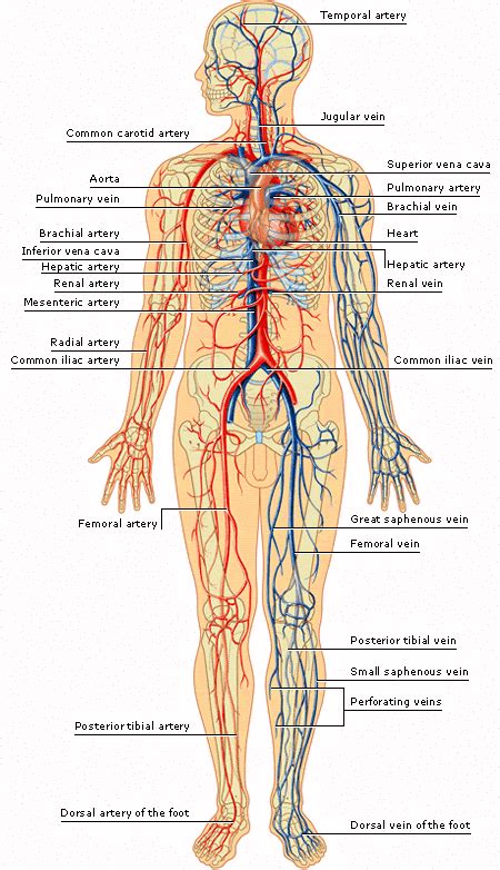 Arteries And Veins Of The Human Body Arteries Inside The Skull This