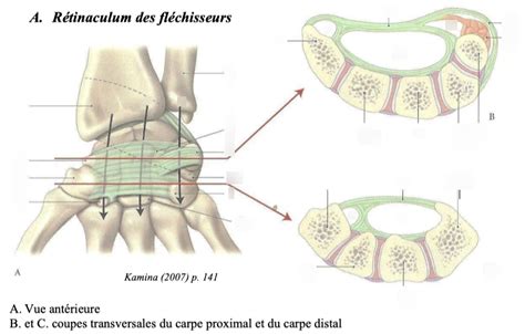 Ost Ologie Carpe R Tinaculum Des Fl Chisseurs Vue Ant Et Trans