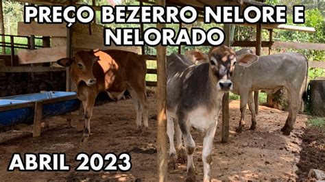 PREÇO BEZERRO NELORE E NELORADO ABRIL 2023 MG YouTube