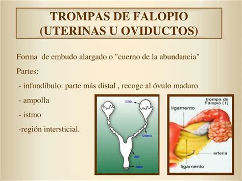 Las trompas de Falopio y útero las mujeres órganos Imagen Vector de