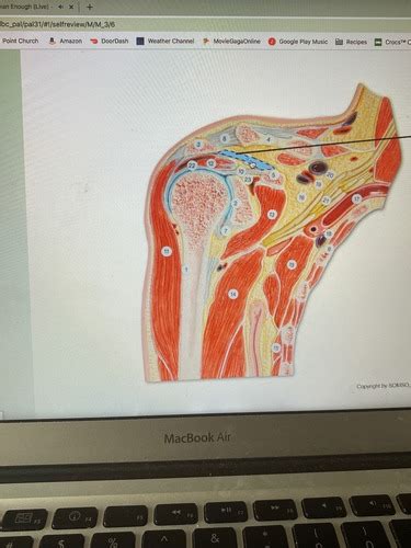 Shoulder Joint Longitudinal Section Flashcards Quizlet