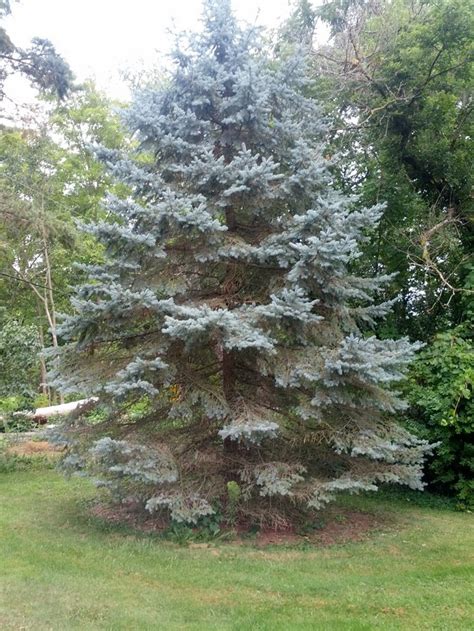Blue Spruce Dying From Bottom On Up