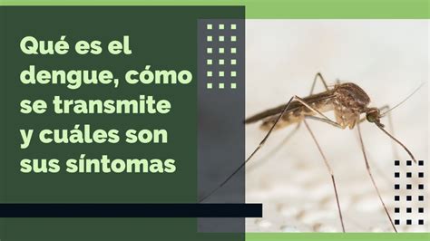 Qu Es El Dengue C Mo Se Transmite Y Cu Les Son Sus S Ntomas Youtube