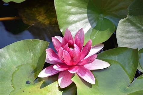 PLANTAS ACUÁTICAS Caracteristicas Distintos Tipos Y Sus 48 OFF