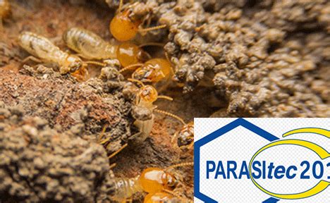 Lutte Antiparasitaire Comment Expulser Efficacement Les Nuisibles