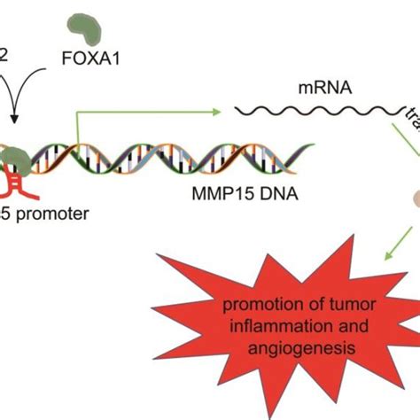 Schematic Diagram Of The Regulatory Role Of LINC00482 In Bladder