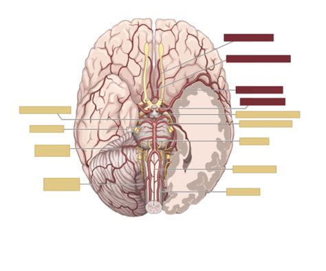 Ventral View Of Brainstem With Arteries Diagram Quizlet