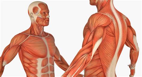 Anatomía del sistema muscular masculino Modelo 3D 199 3ds c4d fbx
