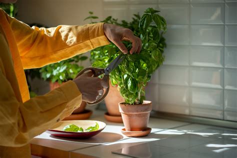 5 Plantas Que Afastam As Baratas De Sua Casa E Como Cuidar