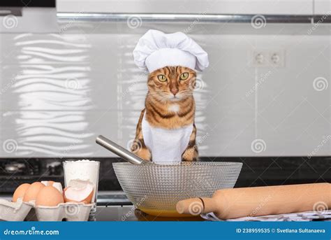 The Cat Is The Cook In The Kitchen Domestic Cat Prepares Food Stock
