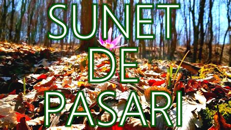 Sunete De Pasari Cantatoare In Padure Ciripit De Pasarele Primavara