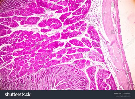 Tissue Small Intestine Duodenum Vermiform Appendix Stock Photo