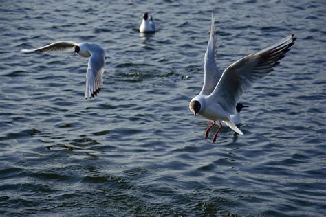 Fotos gratis mar agua naturaleza pájaro ala lago bolígrafo ave