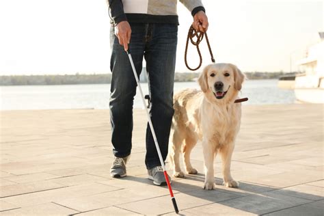 D A Mundial Del Perro Gu A C Mo Se Entrenan Y Por Qu Son Clave Para