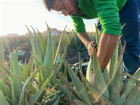 Enraizar Con Aloe Vera C Mo Hacerlo Y Cuidados De Esquejes