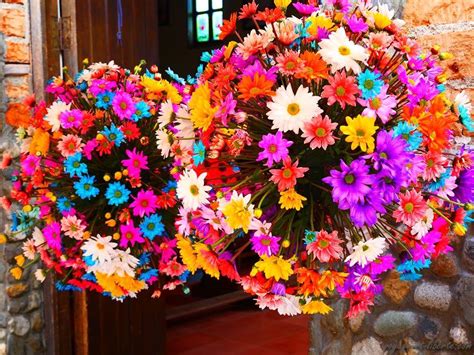 Medellin F Te Les Fleurs Voyage Et Liberte