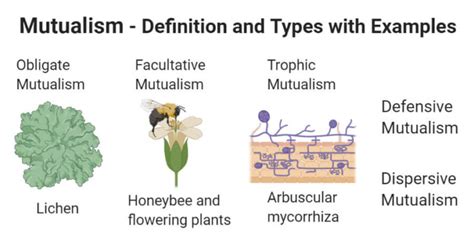What Is Symbiosis Give An Example