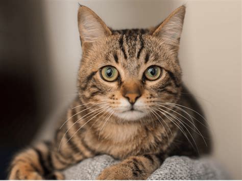 人が大好きな甘えん坊猫キジトラ模様のネコの歴史や特徴性格 Petpedia