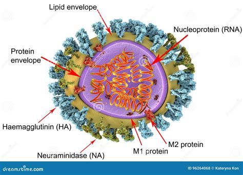 Structure De Virus De La Grippe Illustration Stock Illustration Du
