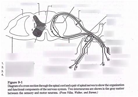 Spinal Nerves Diagram Nervous System Handout Diagram Quizlet