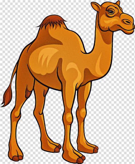Camels Clipart Dromedary Camel Clipart Png Free Transparent Clip