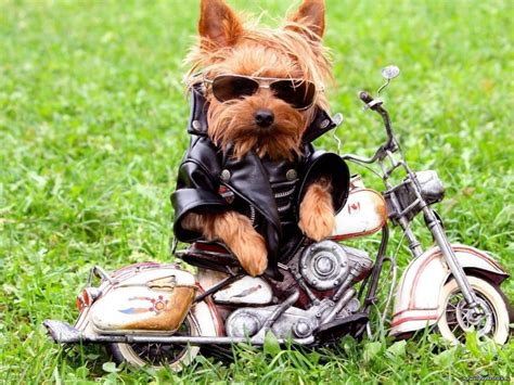 Cómo transportar perros en moto de manera correcta Blog Pont Grup