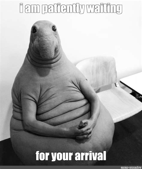 Meme I Am Patiently Waiting For Your Arrival All Templates Meme
