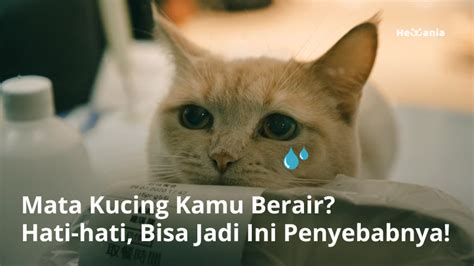 7 Penyebab Mata Kucing Berair Dan Cara Mengobatinya Hewania