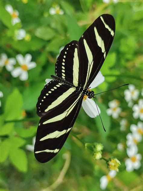 Borboleta Inseto Asas Foto Gratuita No Pixabay Pixabay