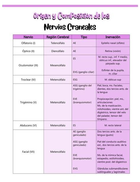 Origen y composición de los nervios craneales Janeth Lucas uDocz