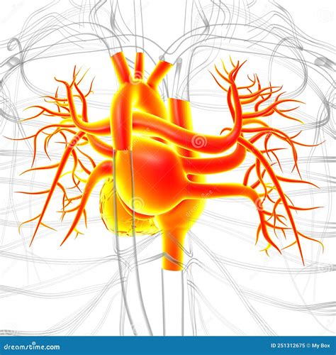 Human Heart Anatomy For Medical Concept 3D Rendering Stock Illustration