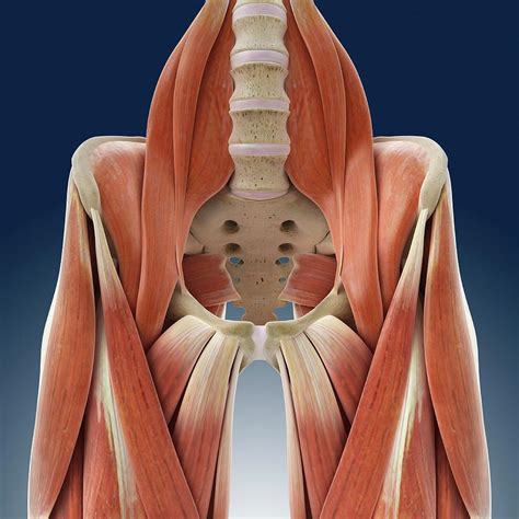 Hip And Thigh Muscles 3 By Springer Medizin Science Photo Library