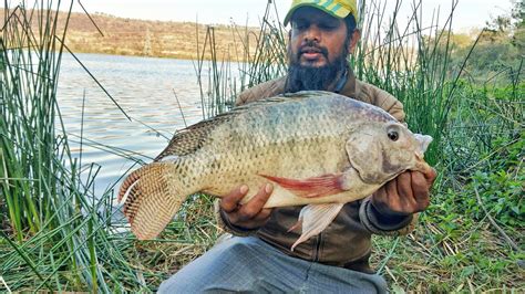 Amazing Big Tilapia Fishing Fishing Videos And Fishing Bait S YouTube