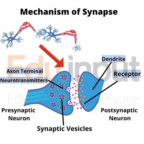 What Is Synapse Parts Types And Mechanism