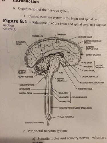 Chapter The Nervous System Flashcards Quizlet