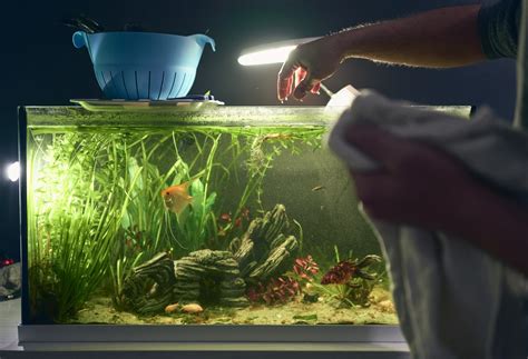 Why Does My Aquarium Stink Fishn Addiction