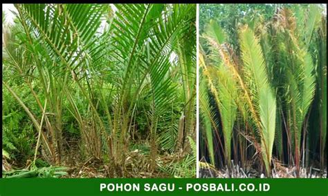 Pohon Sagu Pengenalan Dan Persebarannya Di Indonesia