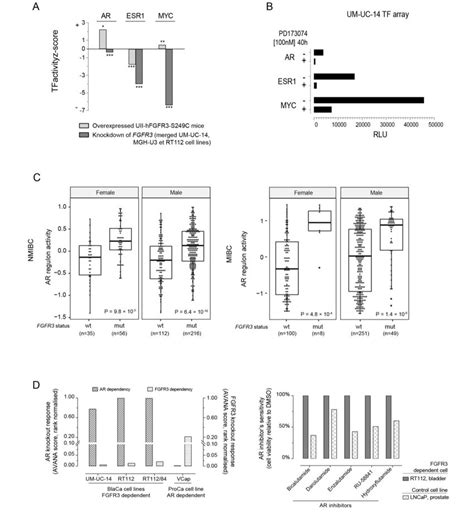 Androgen Receptor Is Activated By Mutated FGFR3 But Does Not Regulate