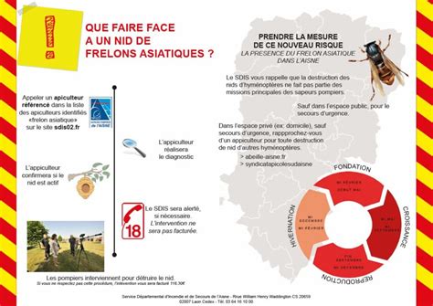 Plan De Lutte Contre Le Frelon Asiatique Ville De Braine