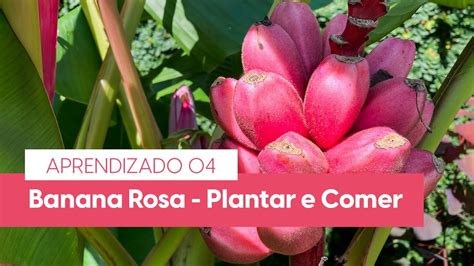 Banana Rosa Musa Velutina Plantar E Comer Aprendizado 04 YouTube