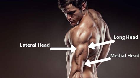 Tricep Workouts And Exercises Without Weights Or Equipment