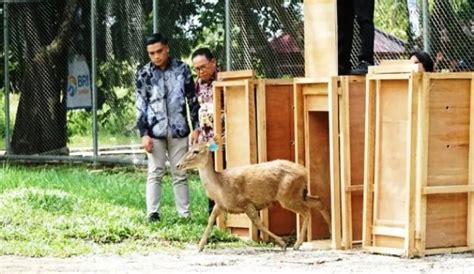 Pj Bupati Penajam Paser Utara Lepas Rusa Sambar Ke Lokasi Penangkaran