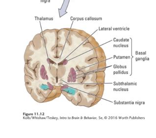 Cerebellum Diagram Quizlet