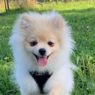 1 år gammal Pomeranian säljs av Kivork Krikor från Eskilstuna Skaffa Hund