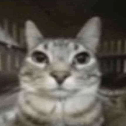 Cat Cats Meme Cat Cats Silly Cat Discover Share GIFs