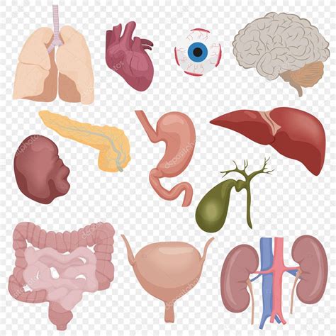 Lista 98 Foto Ejercicios Para Aprender Las Partes Del Cuerpo En