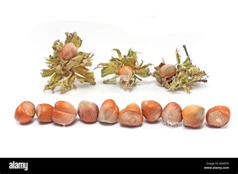 Pile Of Hazelnuts Isolated On White Stock Photo Alamy