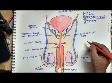 How To Draw Male Reproductive System Diagram YouTube